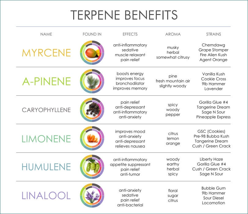 WHAT IS A TERPENE YOU ASK? – Dr. Cannabis Compassionate Clinic